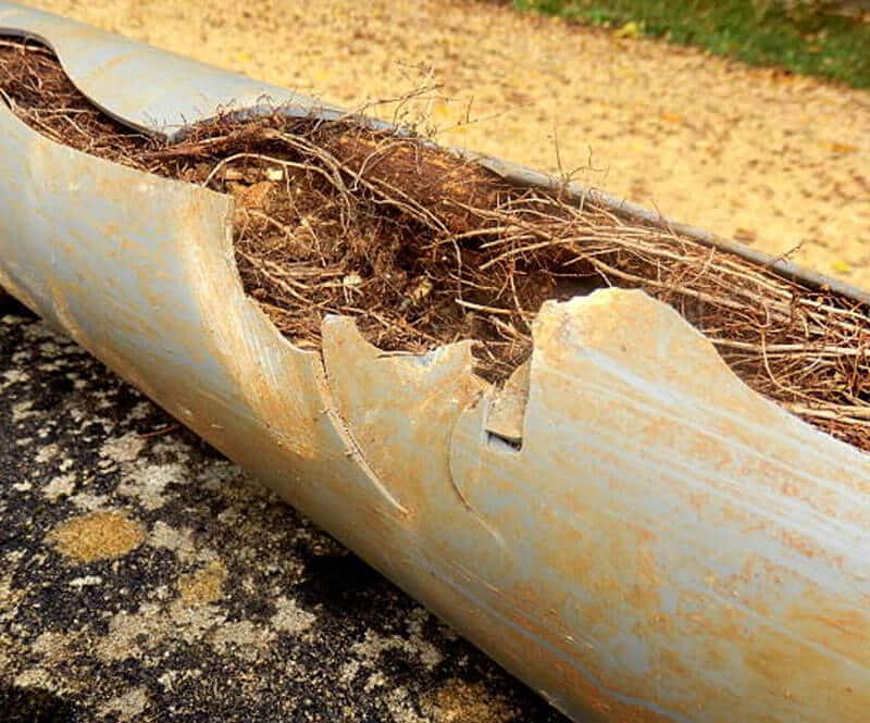 How to Clear Tree Roots from Drains? - Dr Leak Plumbing Services